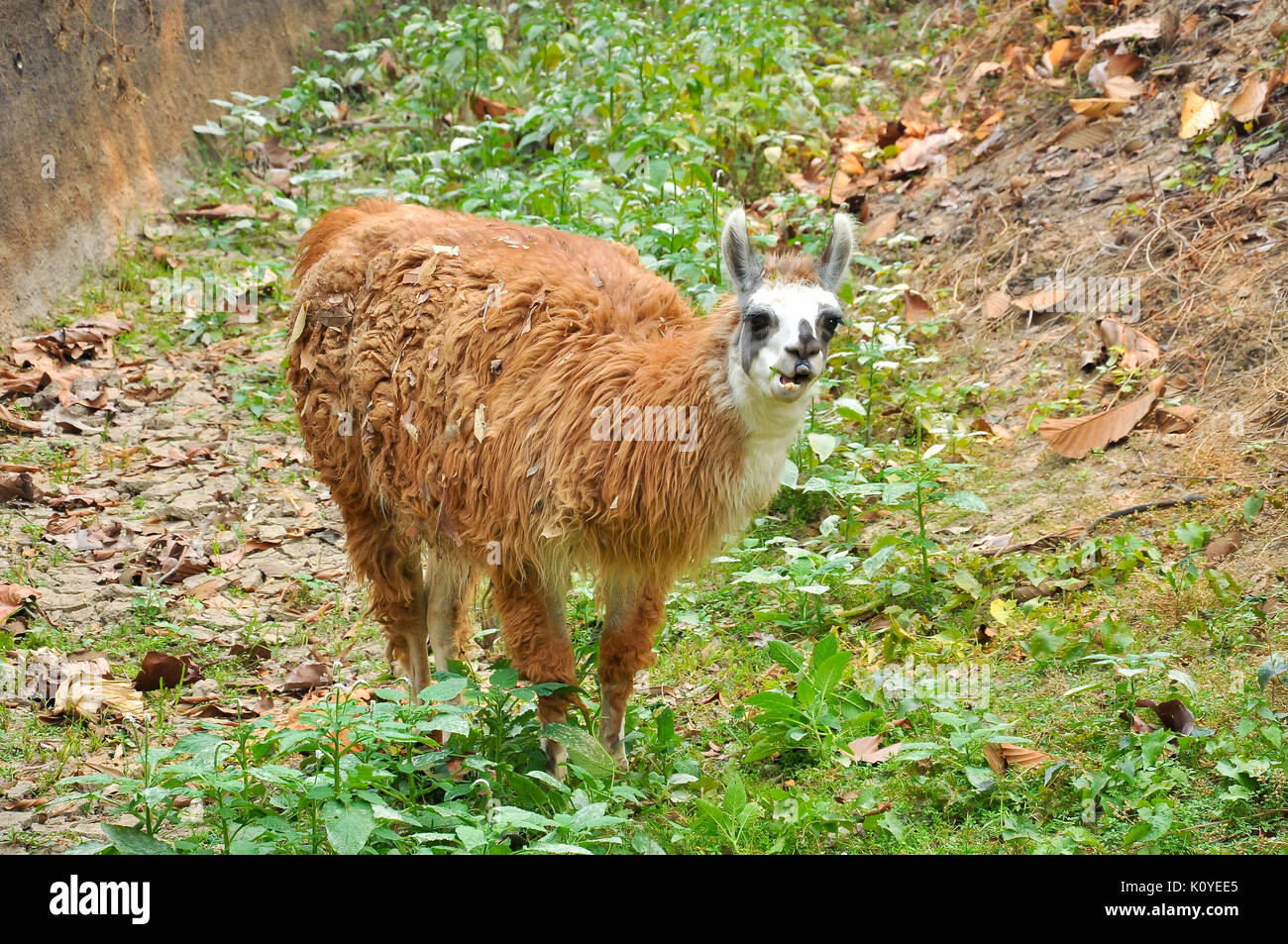 The llama is a domesticated South American camelid, widely used as a ...