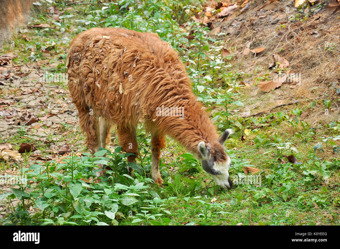 The llama is a domesticated South American camelid, widely used as a ...