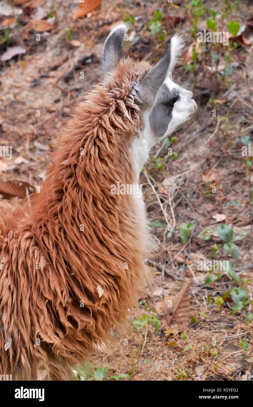 The llama is a domesticated South American camelid, widely used as a ...