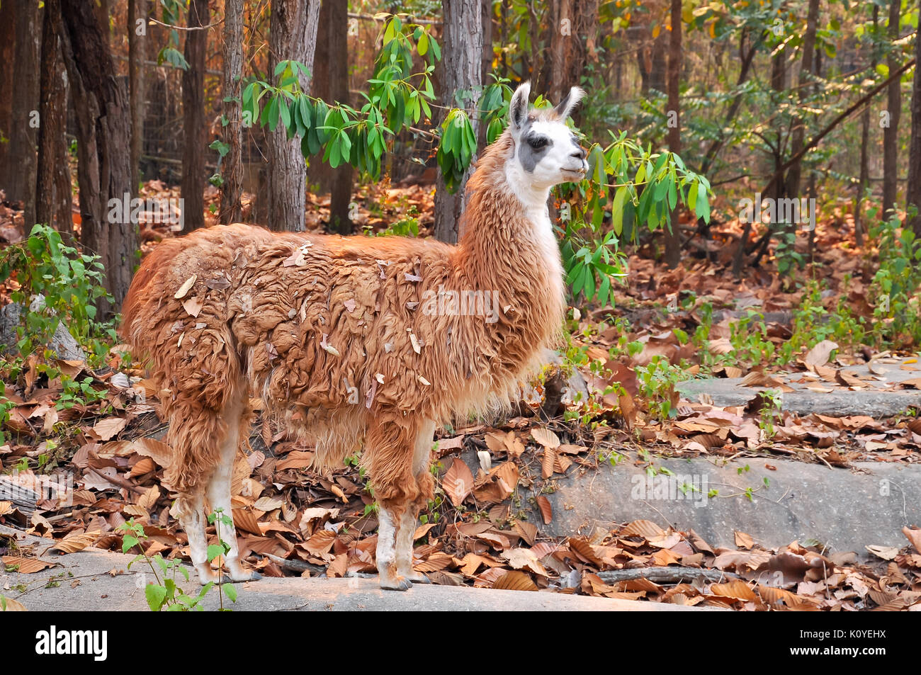 The llama is a domesticated South American camelid, widely used as a ...