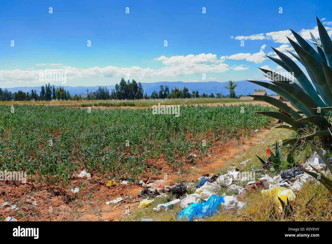 Field of crop contaminated with garbage Stock Photo - Alamy