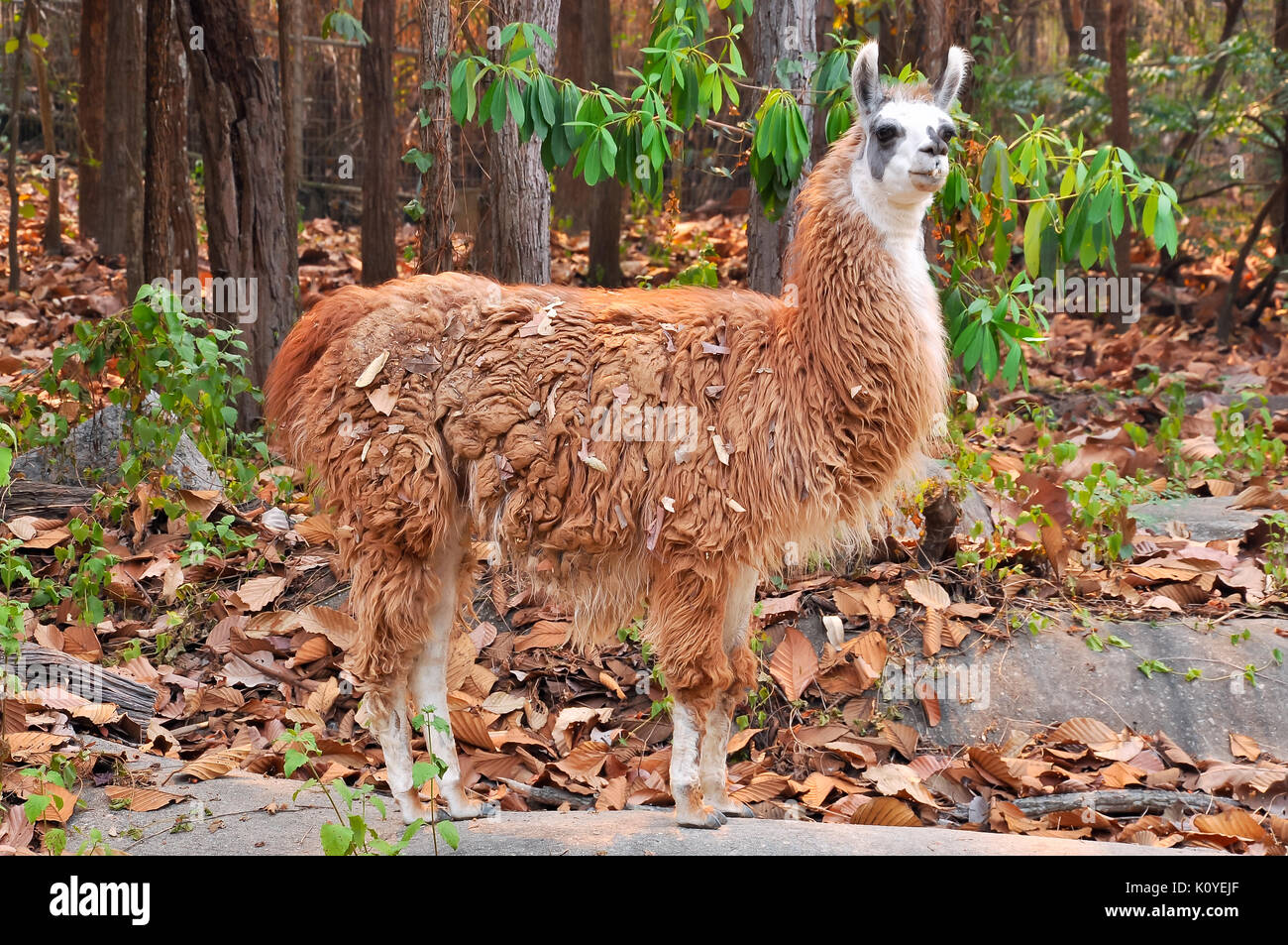 The llama is a domesticated South American camelid, widely used as a ...