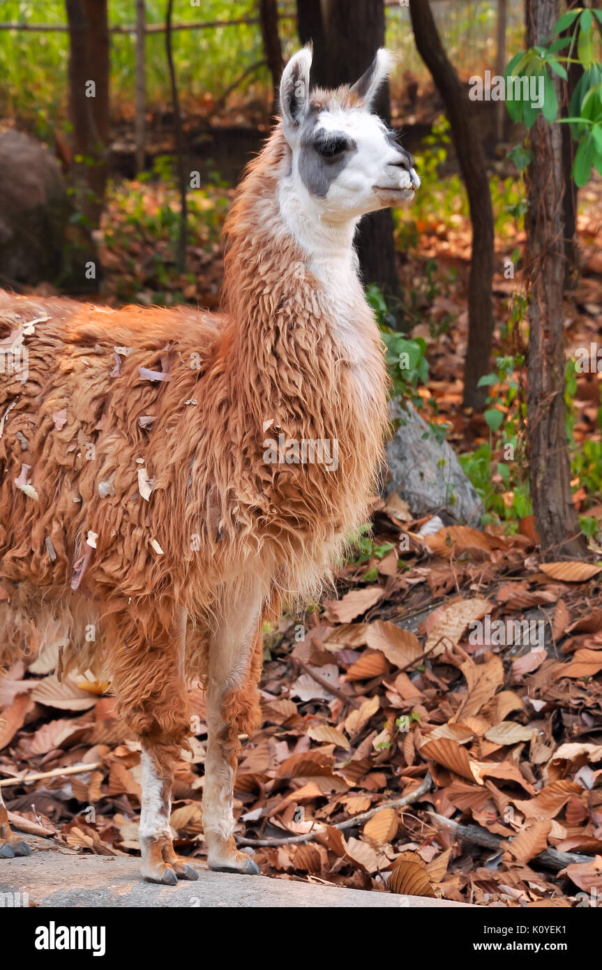 The llama is a domesticated South American camelid, widely used as a ...