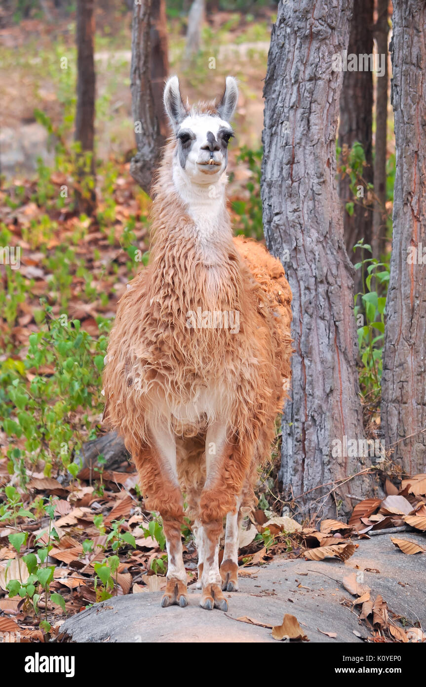 The llama is a domesticated South American camelid, widely used as a ...