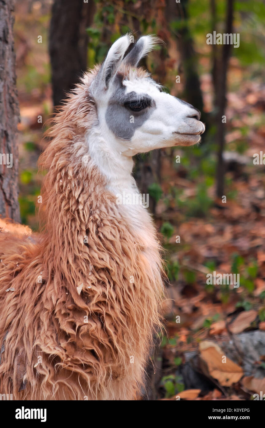 The llama is a domesticated South American camelid, widely used as a ...
