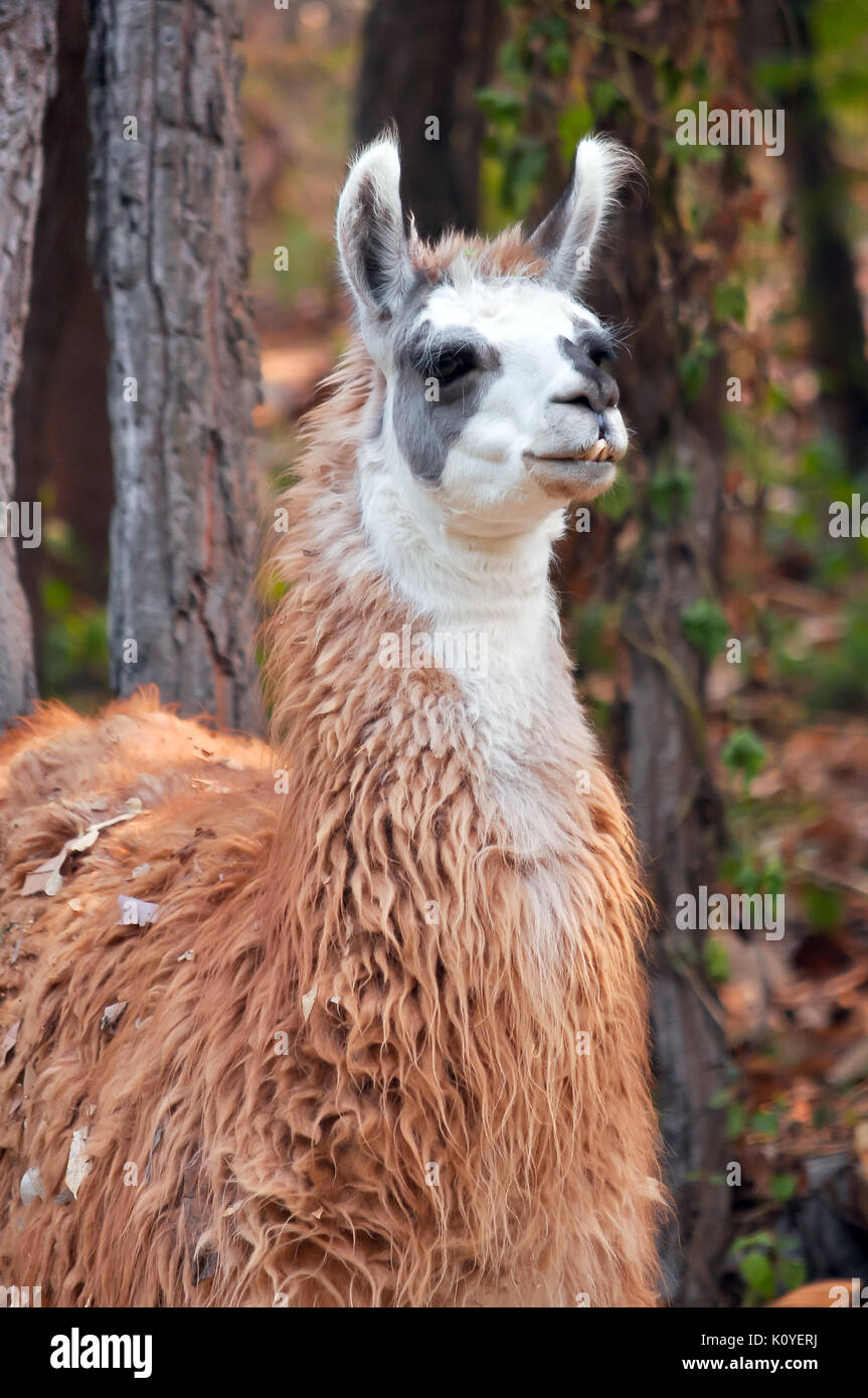 The llama is a domesticated South American camelid, widely used as a ...