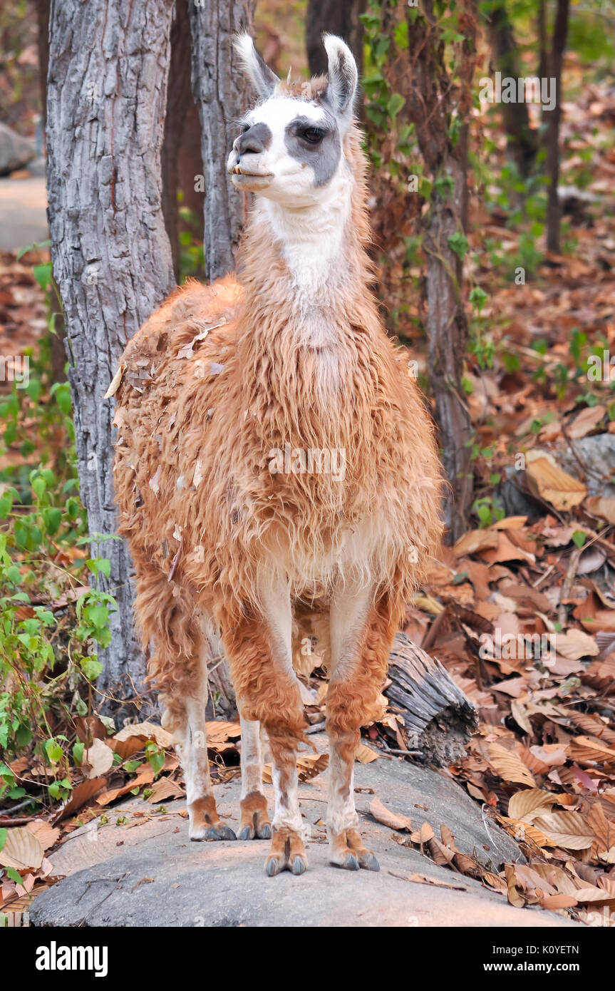 The llama is a domesticated South American camelid, widely used as a ...