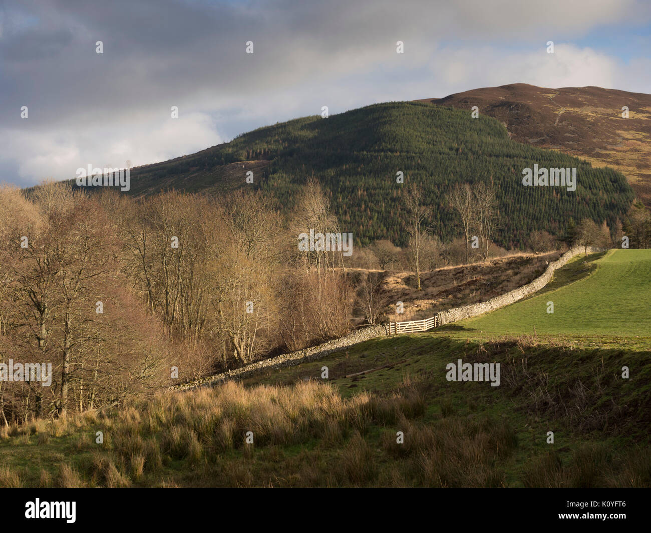 Scottish Borders in February - Yarrow Valley landscape with drystane ...