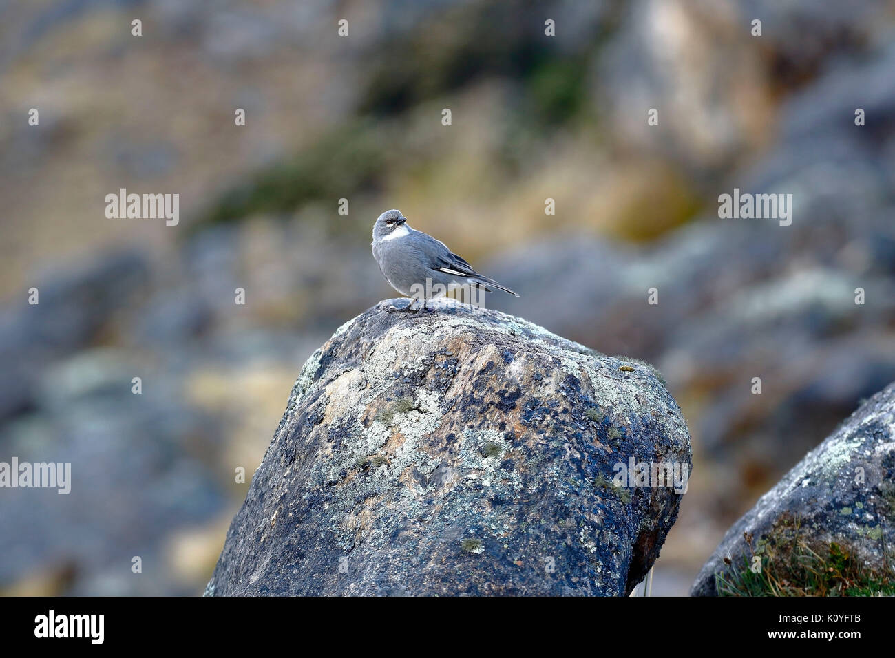 White-winged Diuca Finch (Diuca speculifera) taken in freedom Stock ...