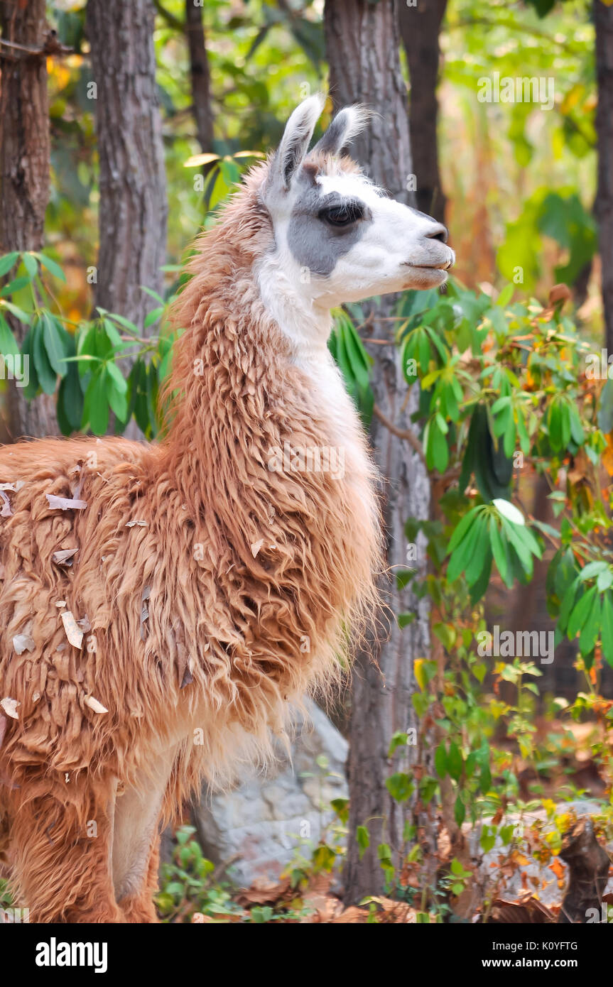 The llama is a domesticated South American camelid, widely used as a ...