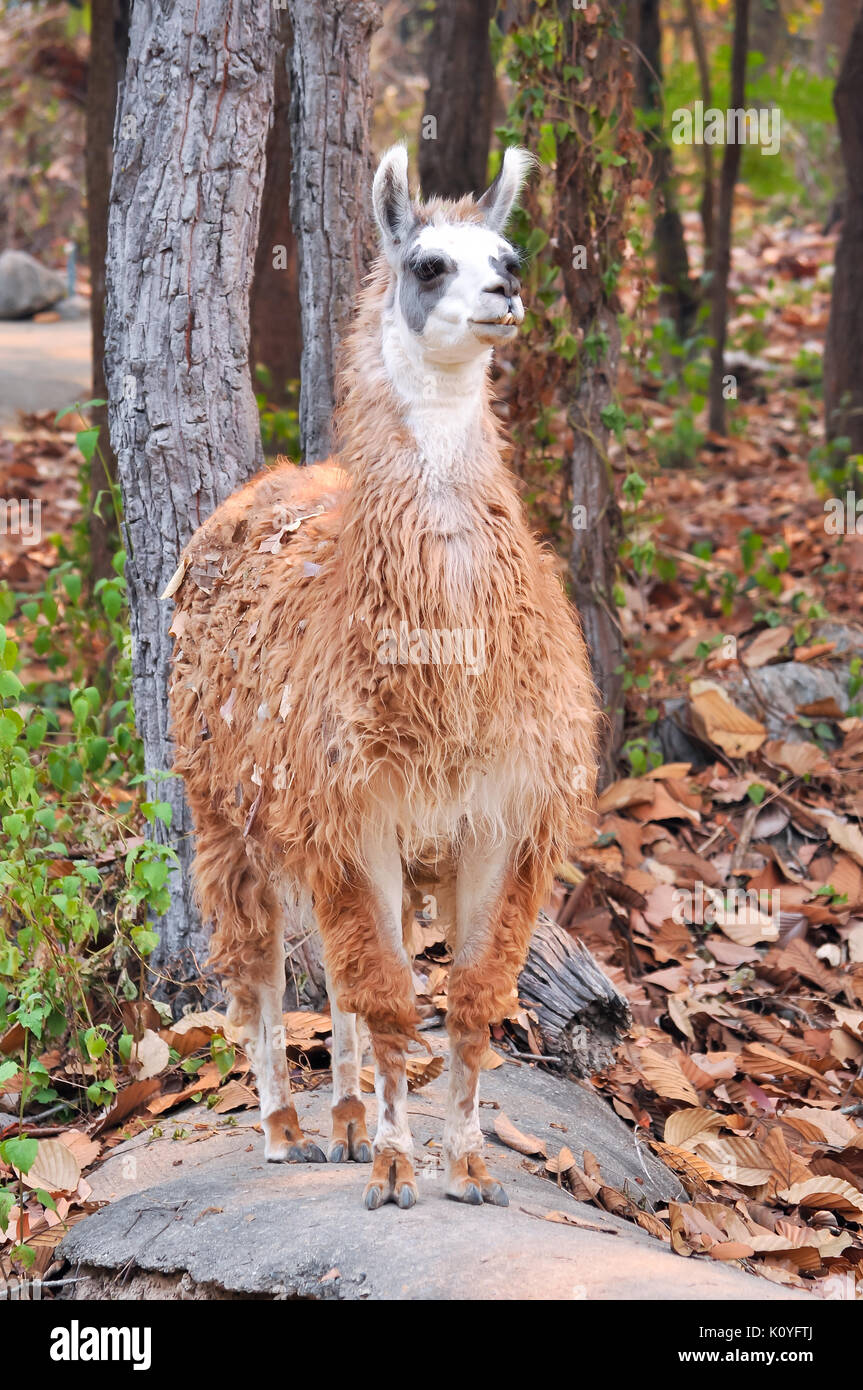The llama is a domesticated South American camelid, widely used as a ...