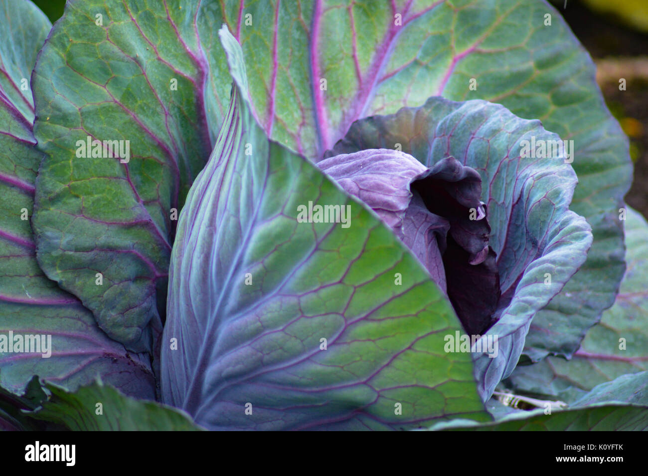 Fresh purple cabbage growing from ground Stock Photo - Alamy