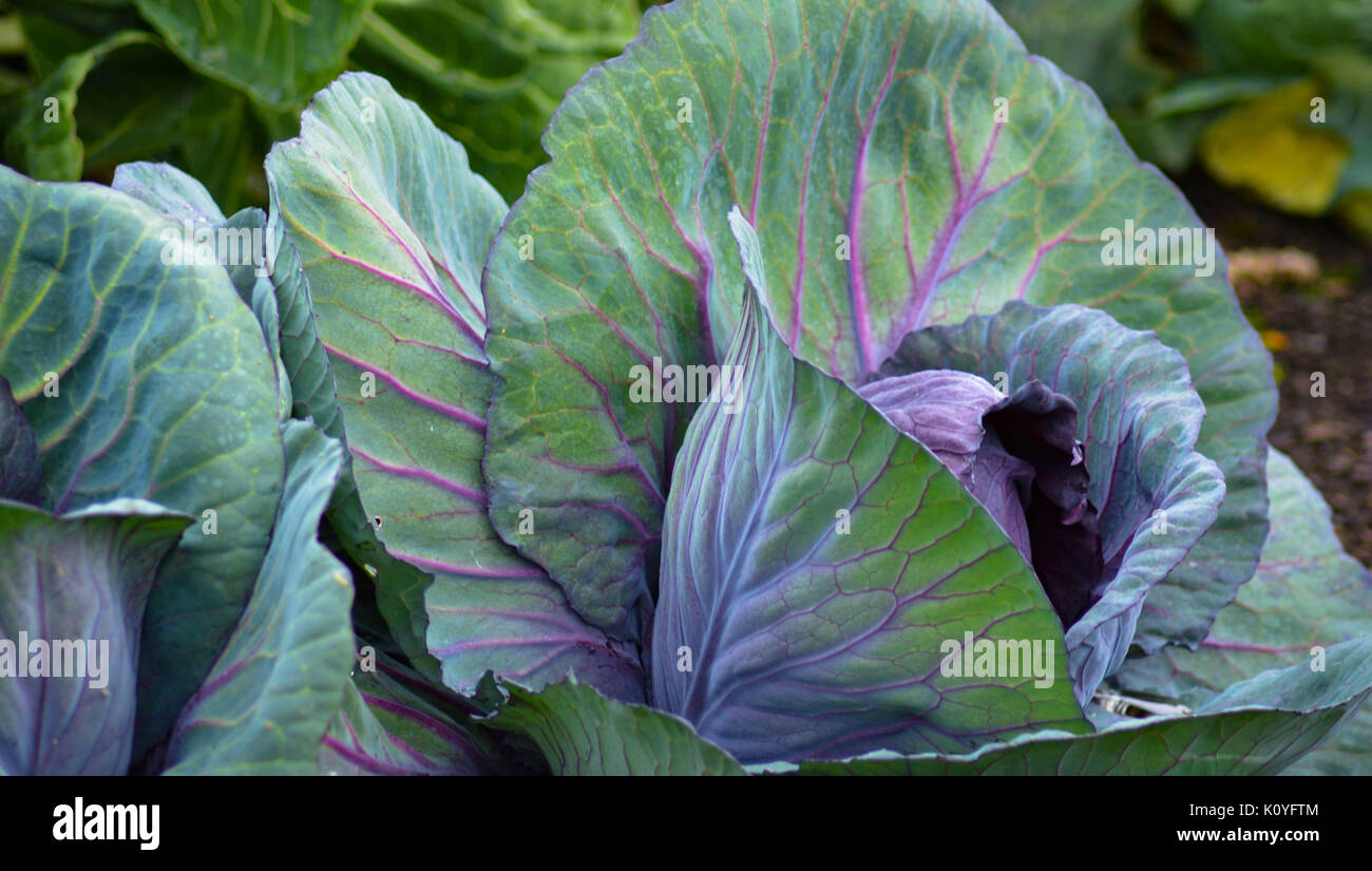 Leages hi-res stock photography and images - Alamy