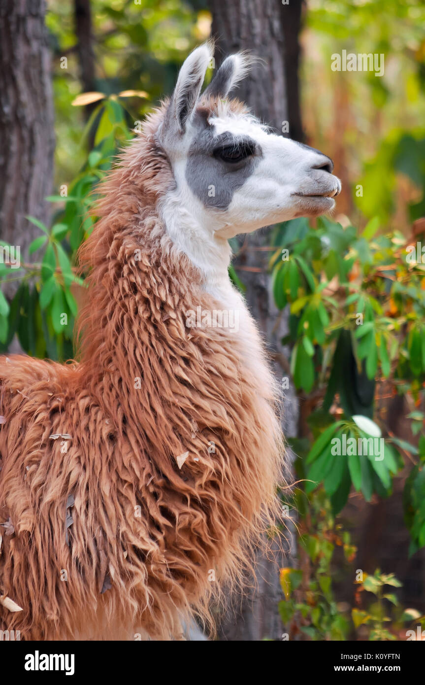 The llama is a domesticated South American camelid, widely used as a ...
