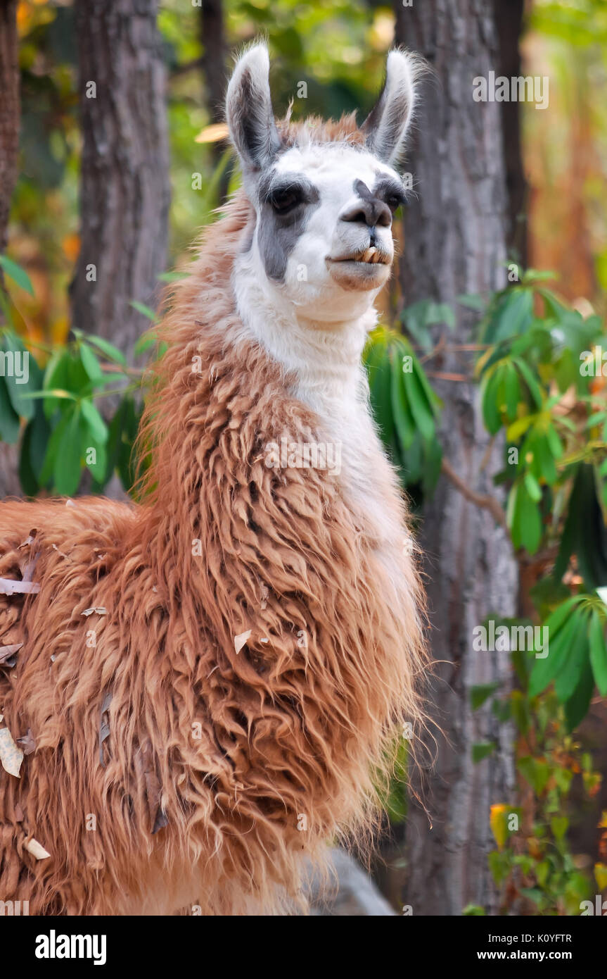 The llama is a domesticated South American camelid, widely used as a ...