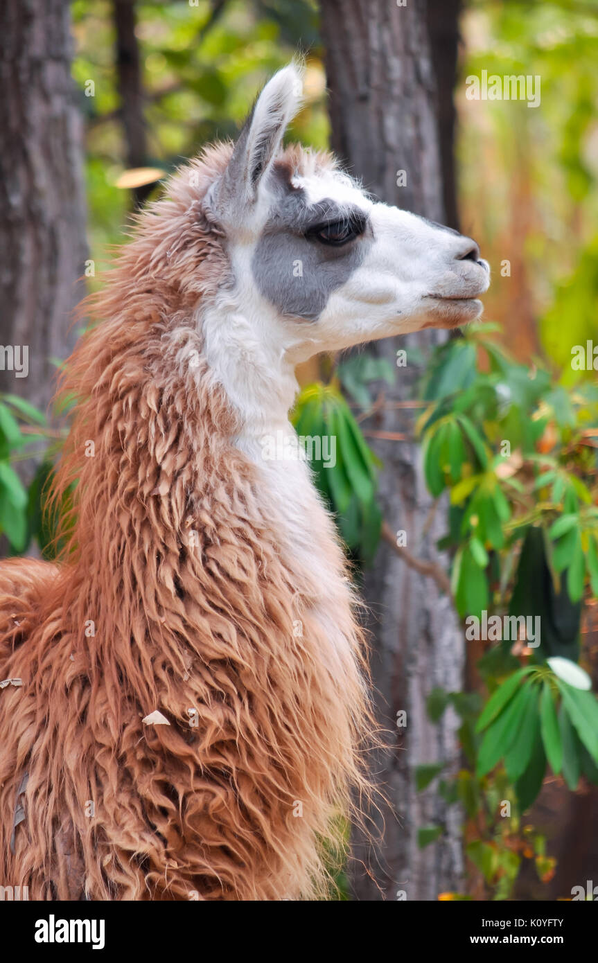 The llama is a domesticated South American camelid, widely used as a ...