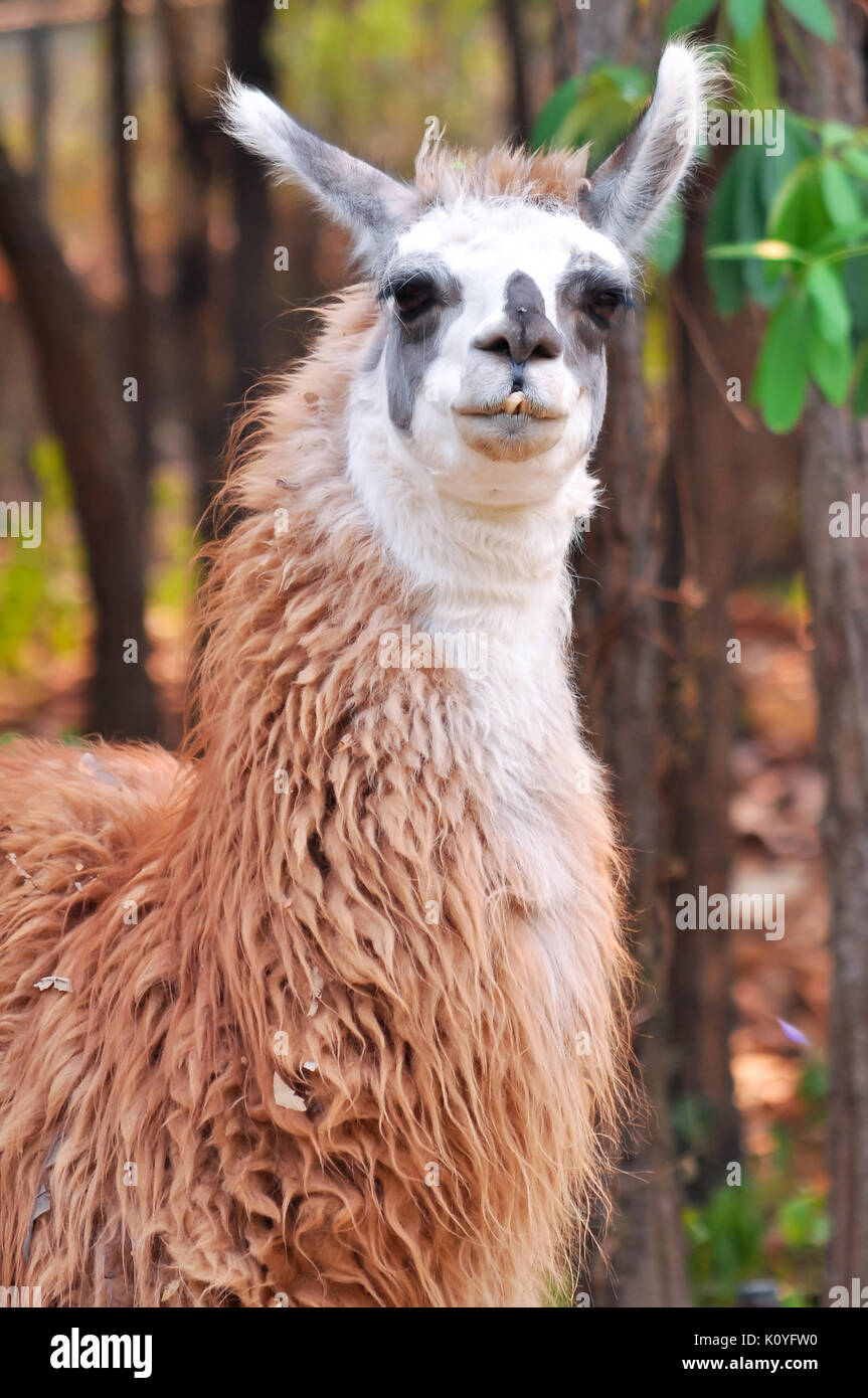 The llama is a domesticated South American camelid, widely used as a ...