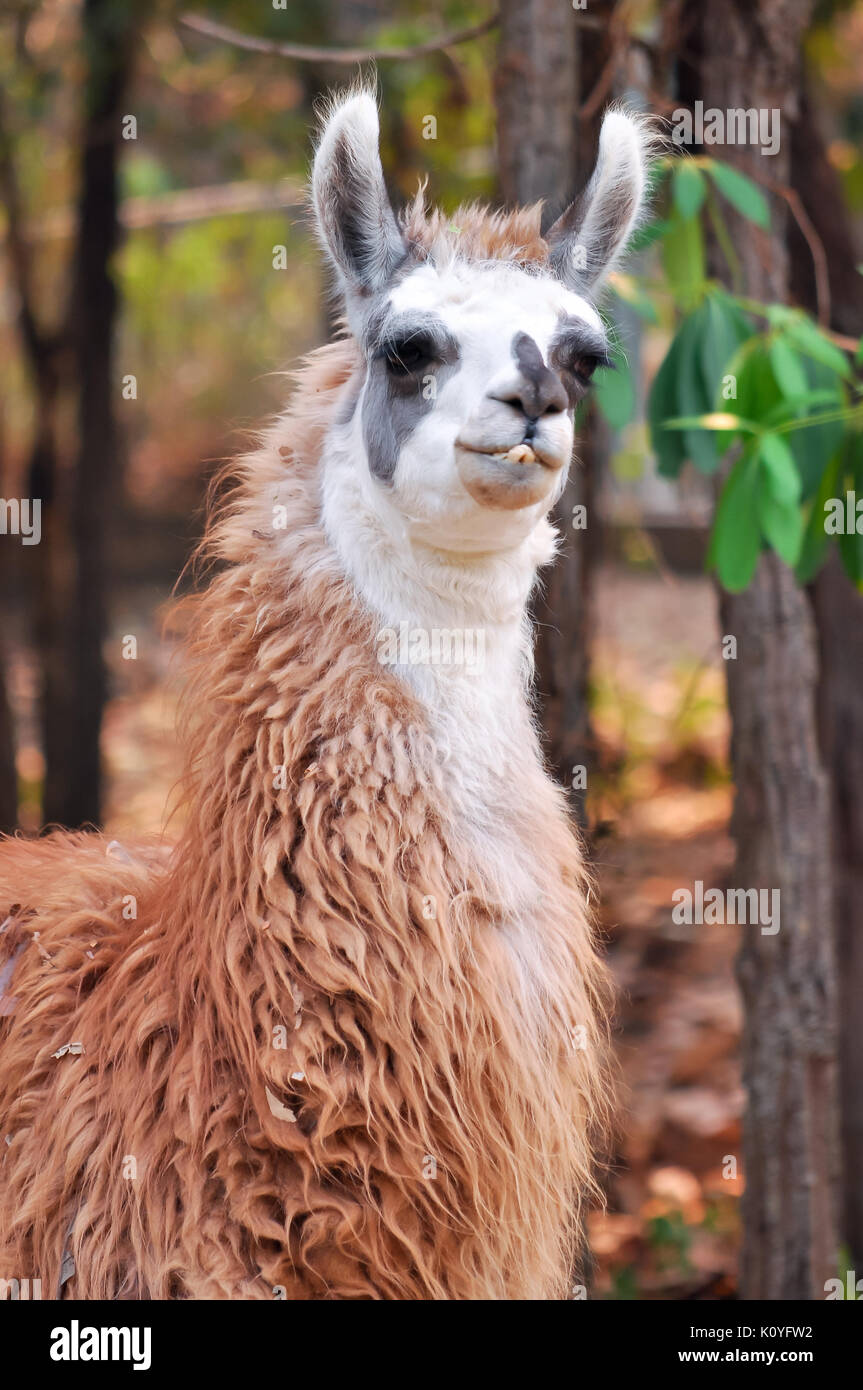 The llama is a domesticated South American camelid, widely used as a ...