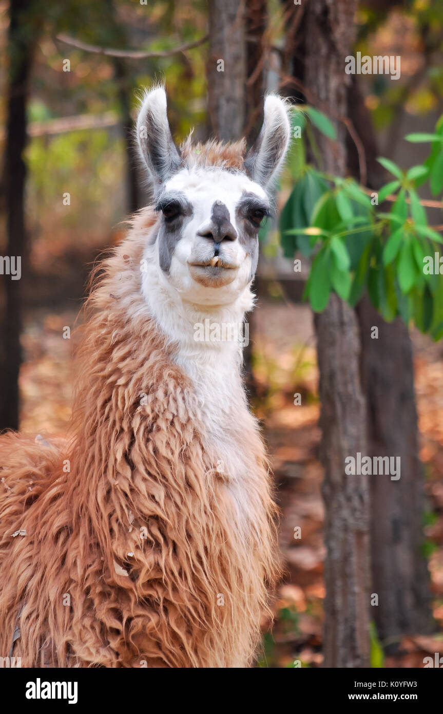 The llama is a domesticated South American camelid, widely used as a ...