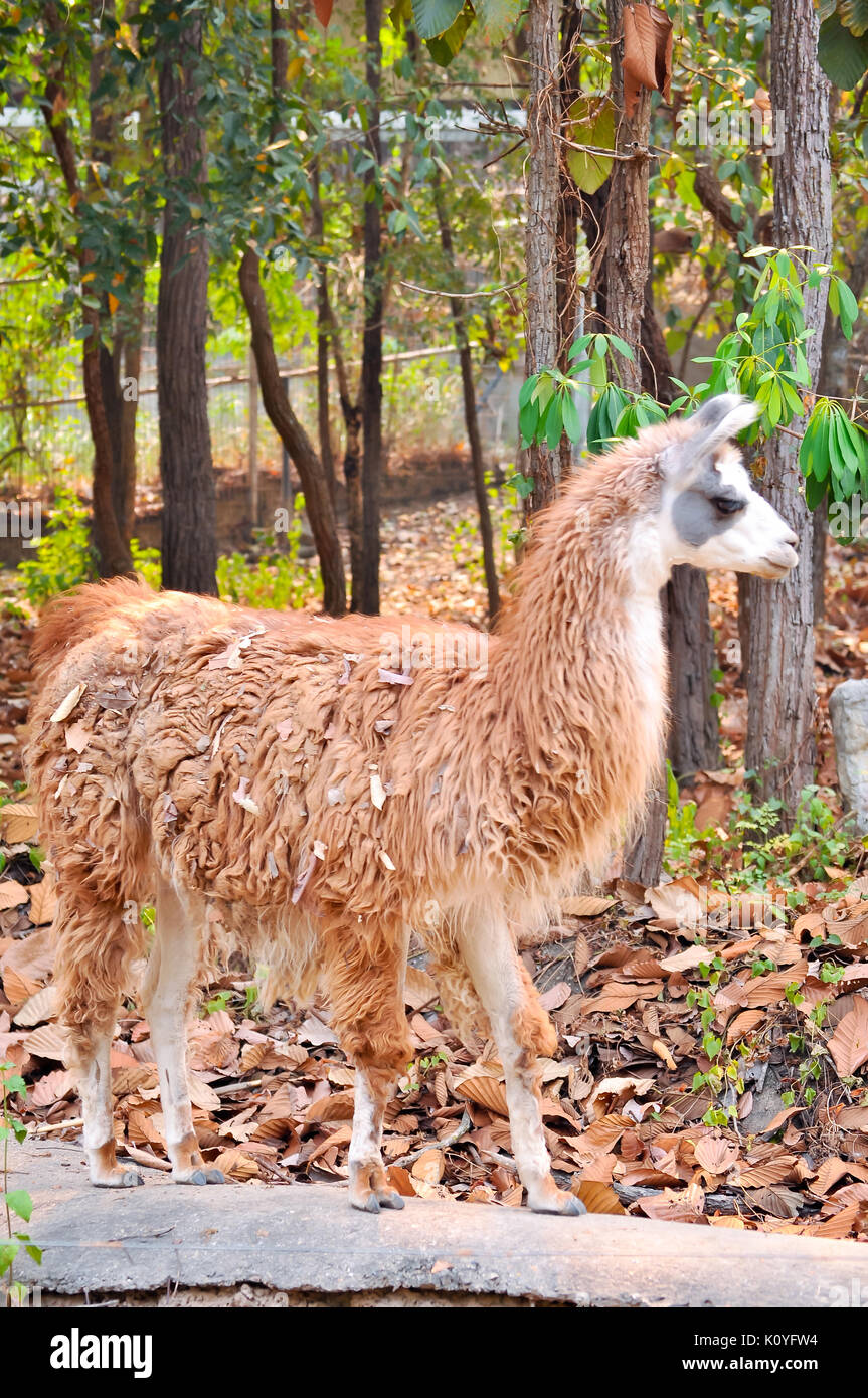 The llama is a domesticated South American camelid, widely used as a ...