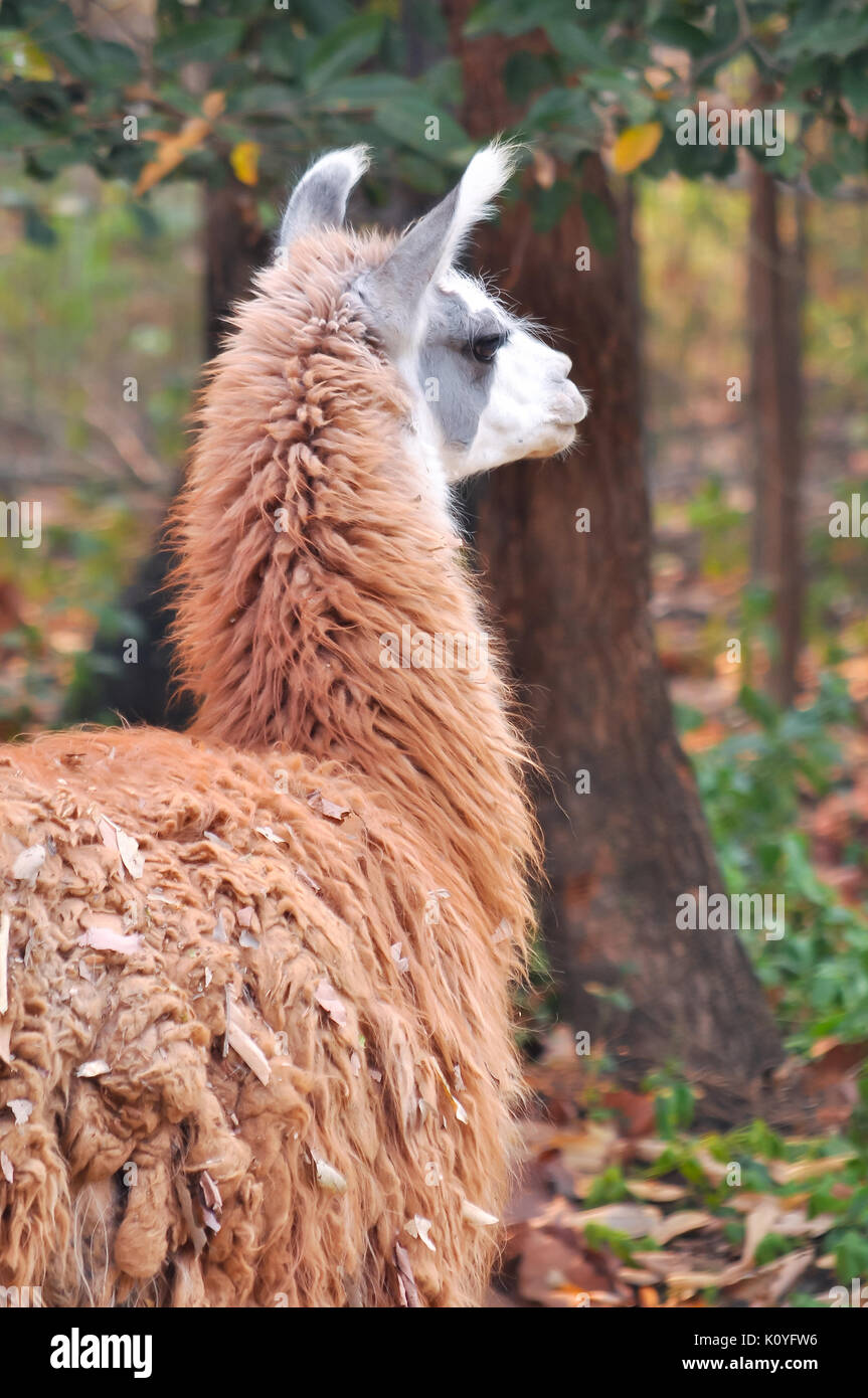 The llama is a domesticated South American camelid, widely used as a ...