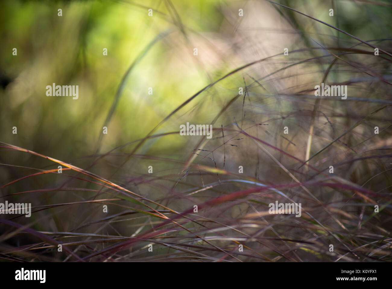 Wildgrass hi-res stock photography and images - Alamy