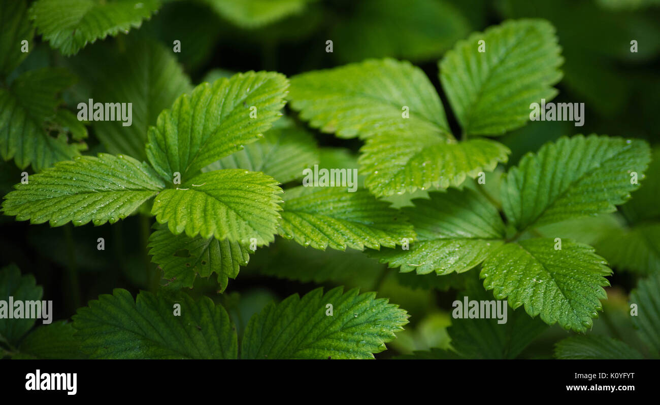 Strawberry Plant Leaves