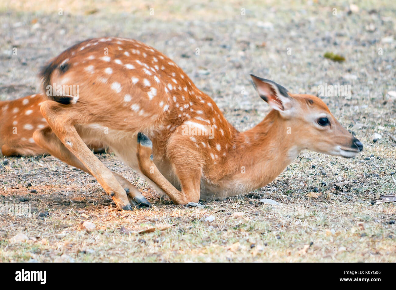 Baby sika deer is reddish-brown with white spots, and spends the first ...