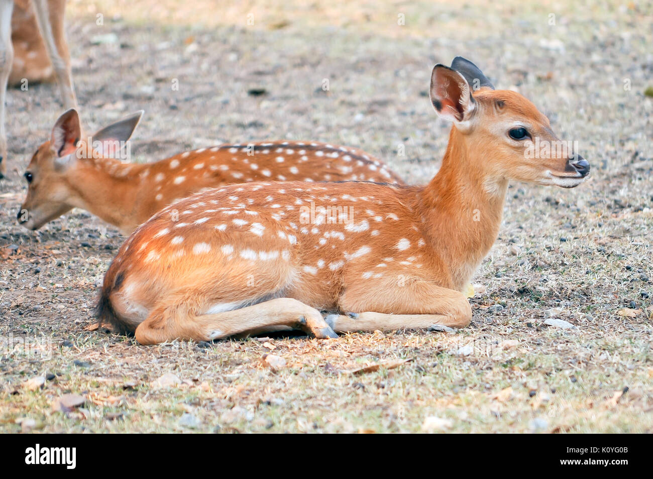 Baby sika deer is reddish-brown with white spots, and spends the first ...