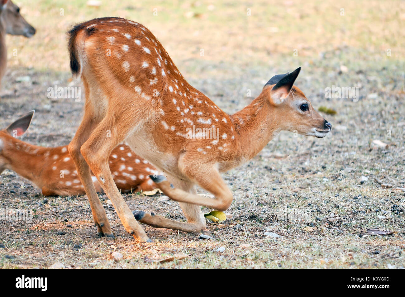 Baby sika deer is reddish-brown with white spots, and spends the first ...