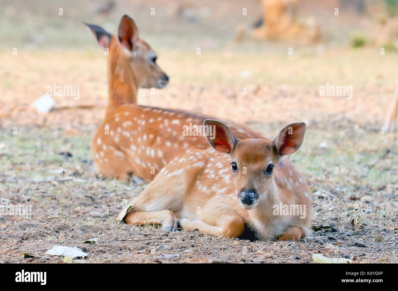 Baby sika deer is reddish-brown with white spots, and spends the first ...
