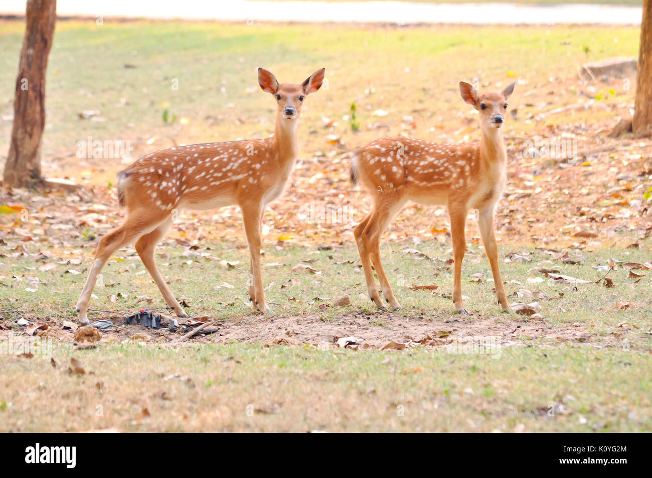 Baby sika deer is reddish-brown with white spots, and spends the first ...