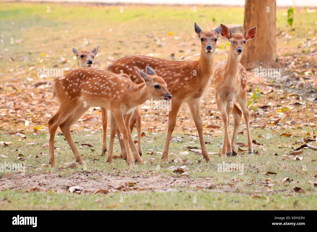 Baby sika deer is reddish-brown with white spots, and spends the first ...