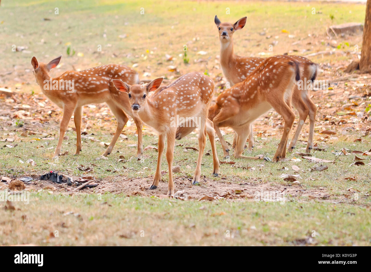 Baby sika deer is reddish-brown with white spots, and spends the first ...