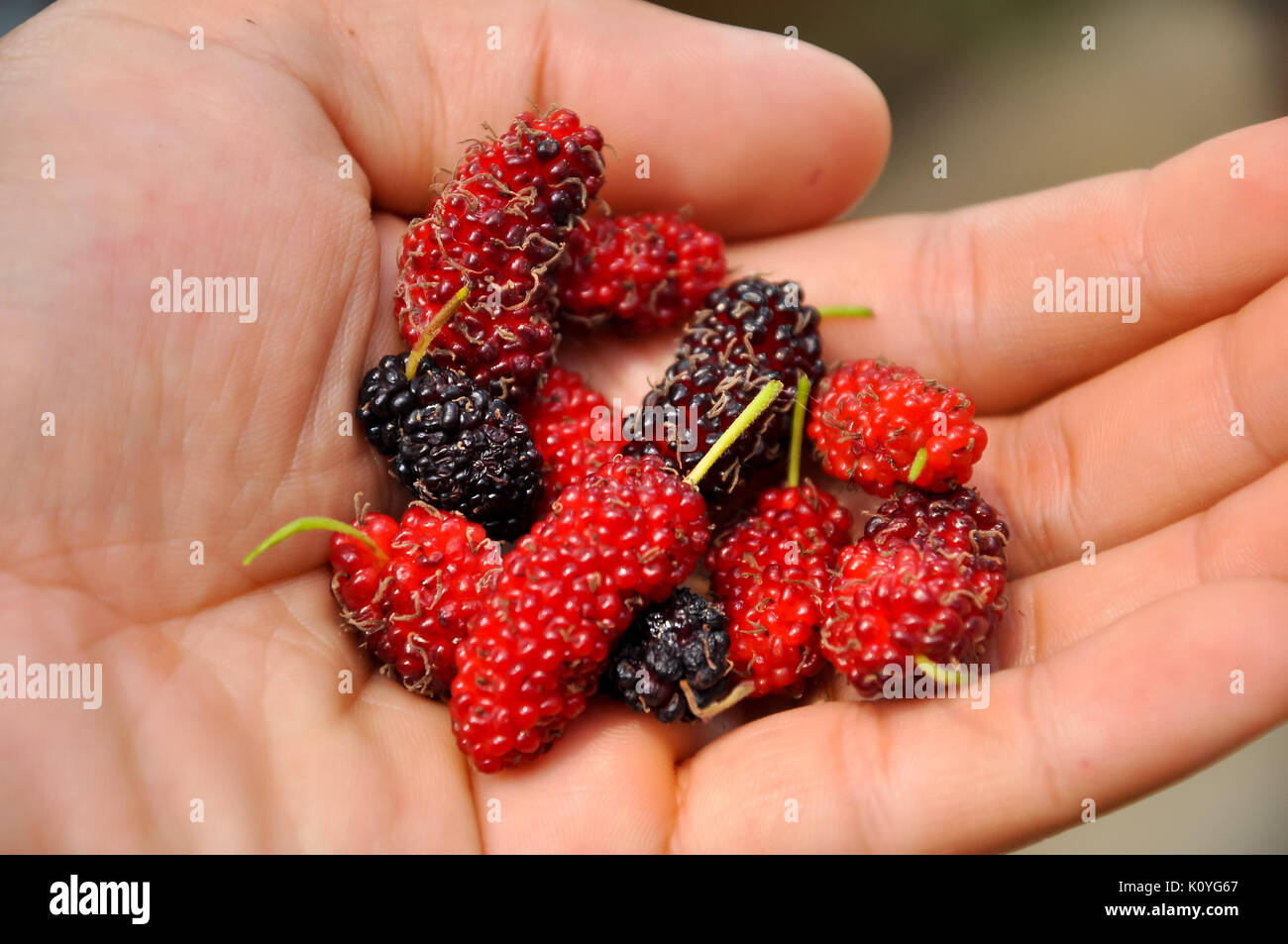 the fruits turn pink then red while ripening, then dark purple or black ...