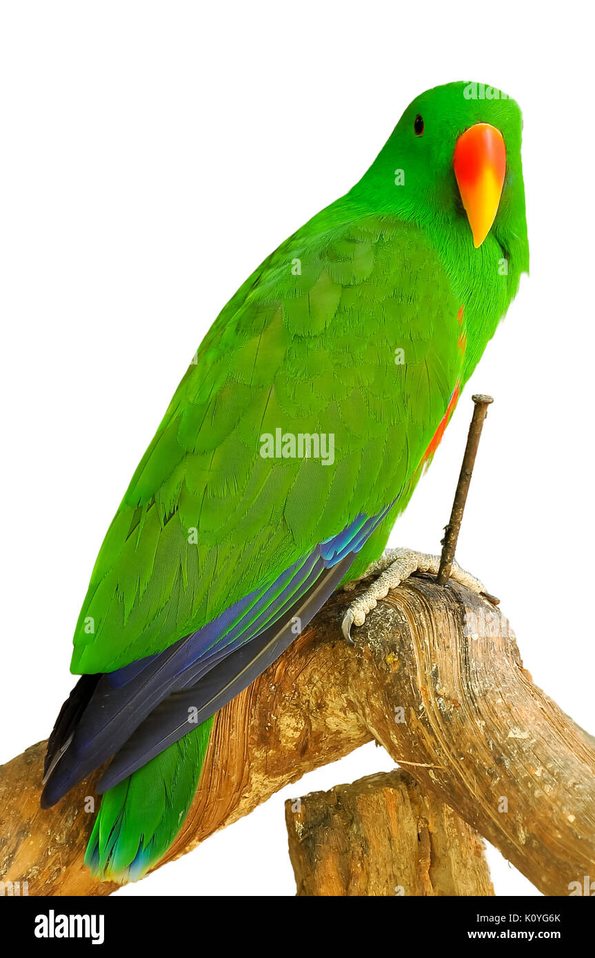The Eclectus Parrot is a parrot native to the Solomon Islands, Sumba ...
