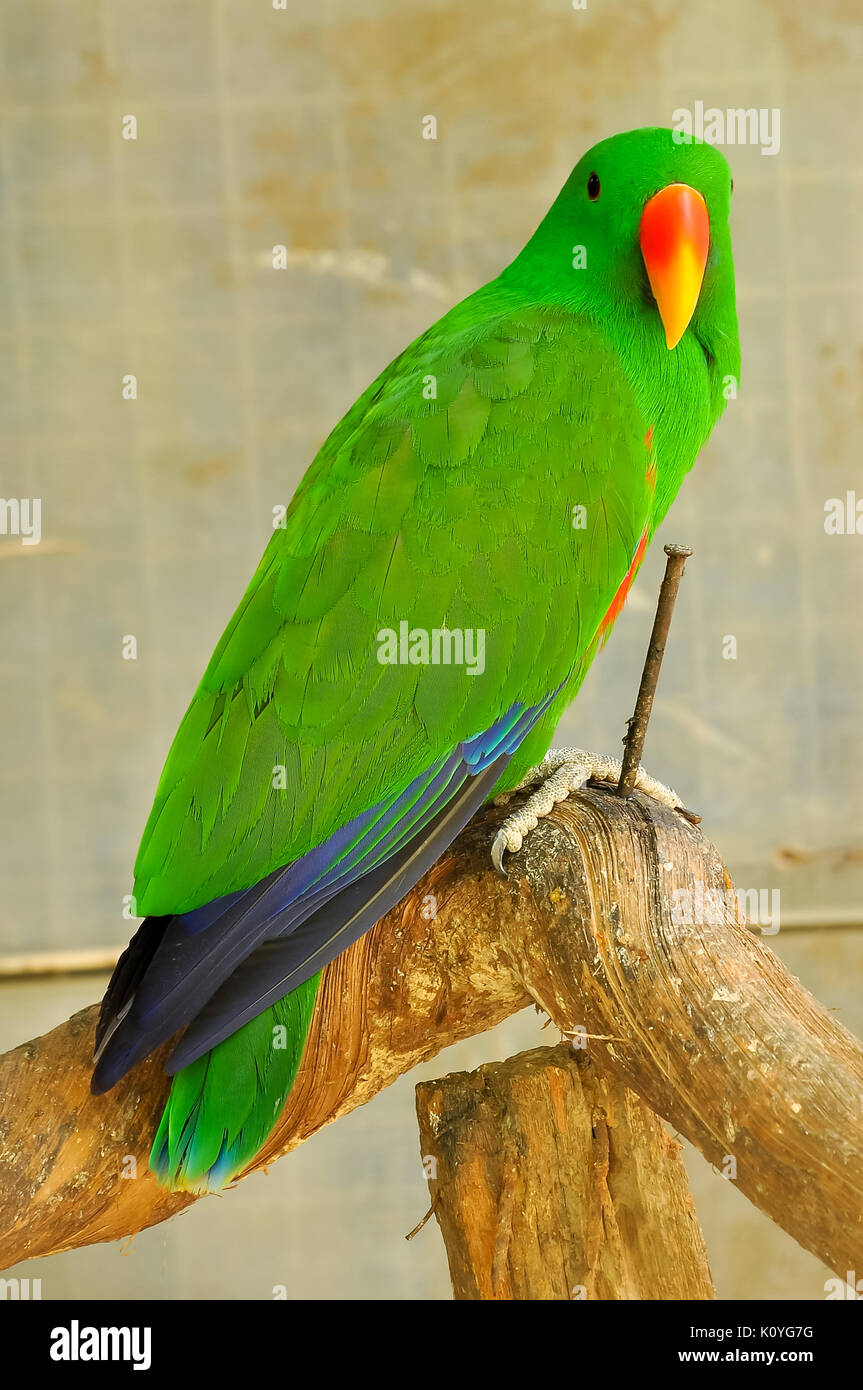 The Eclectus Parrot is a parrot native to the Solomon Islands, Sumba ...