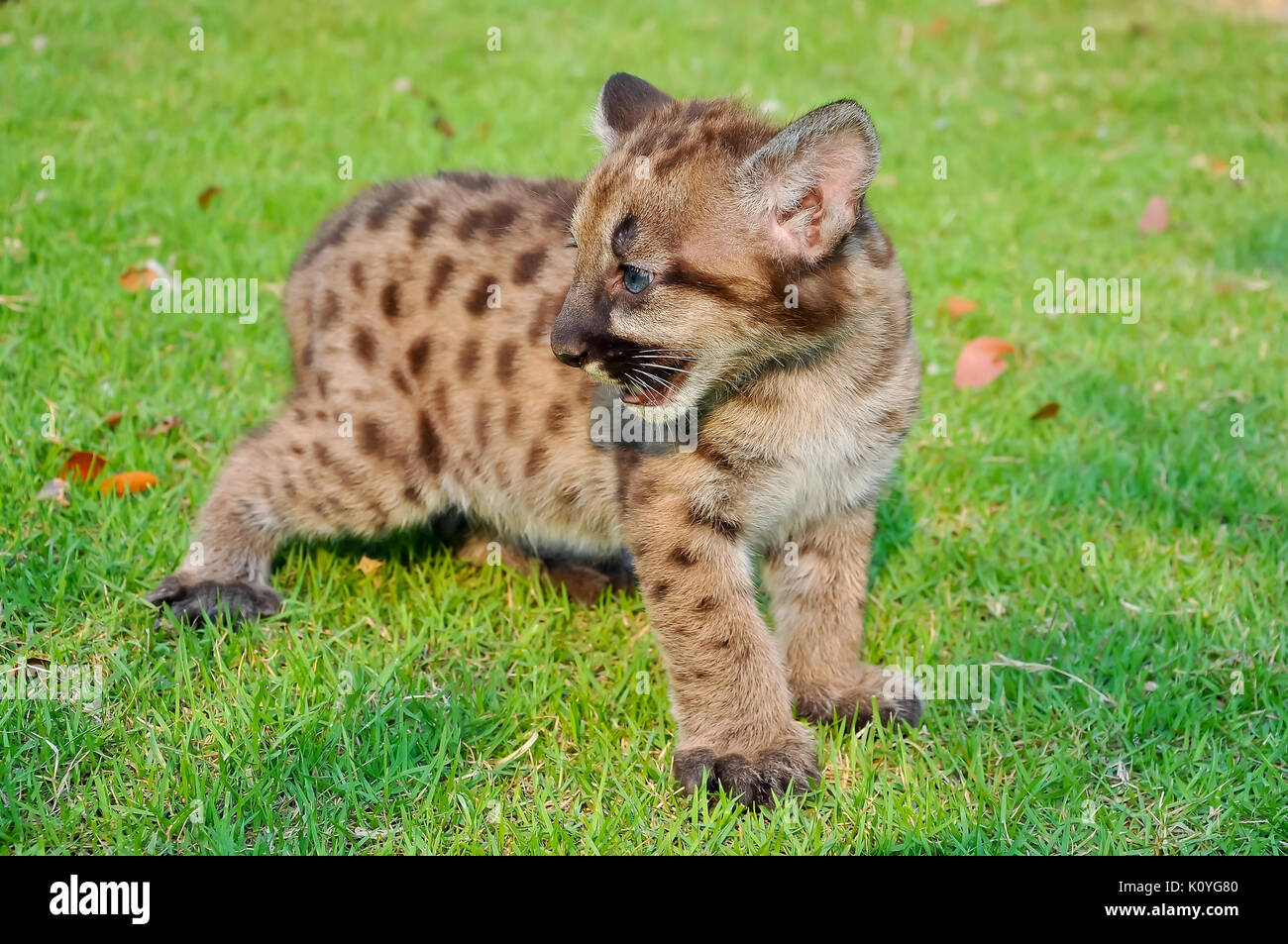 Cougar cubs hi-res stock photography and images - Alamy