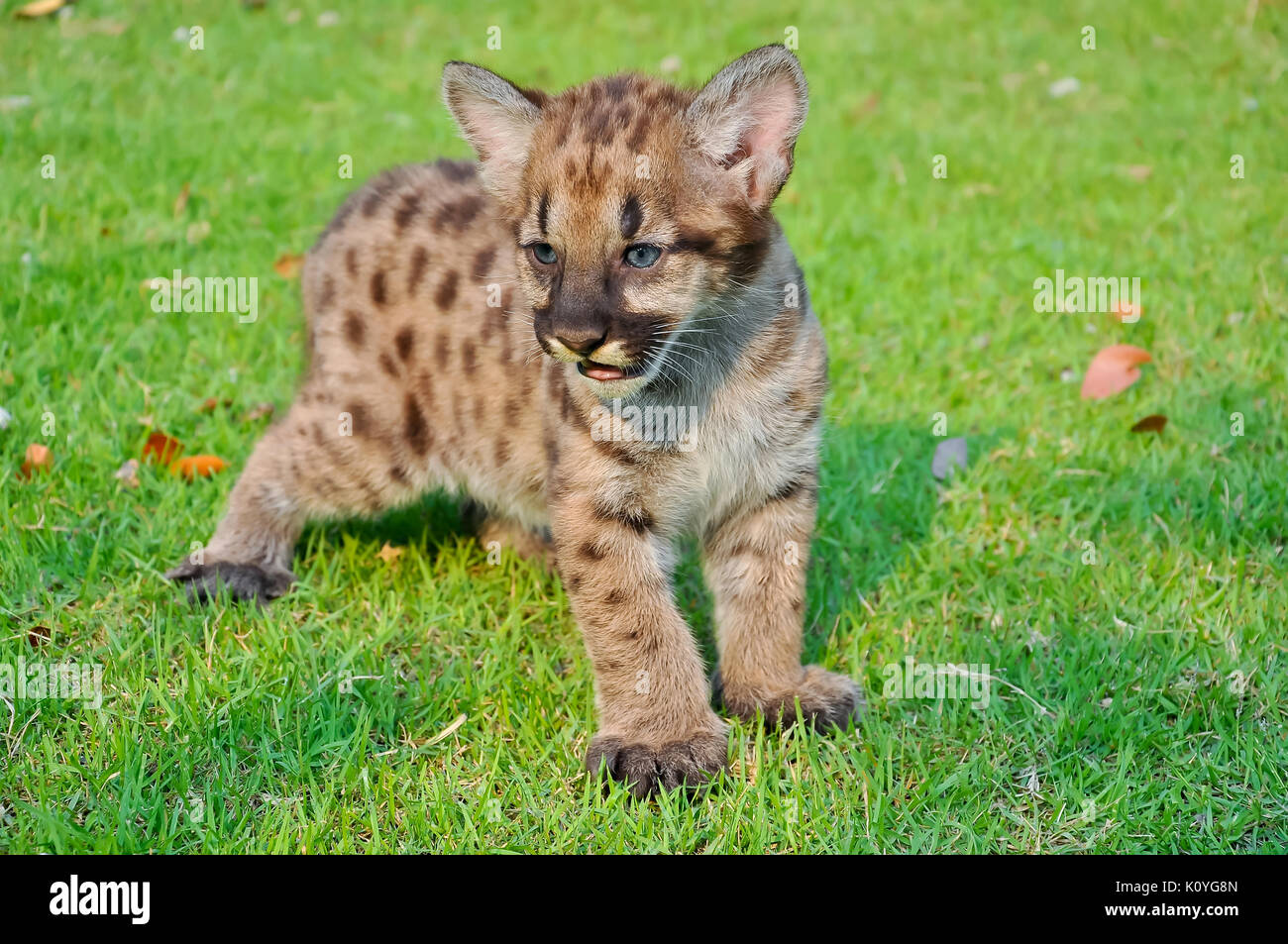 Cougar cubs are born with a full coat of fur. Initially, the fur is a ...