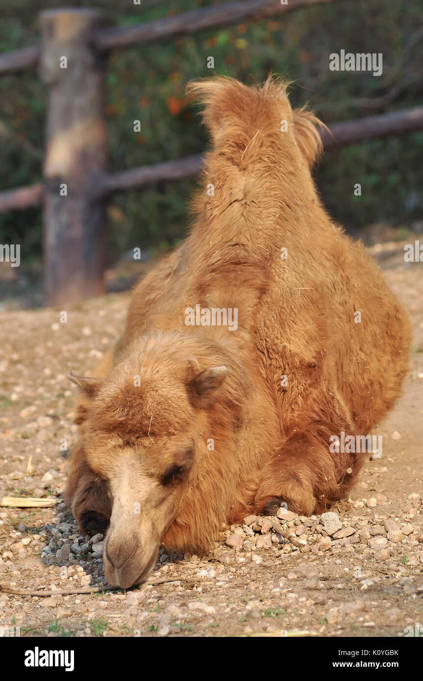 Bactrian camels have two humps rather than the single hump of their ...