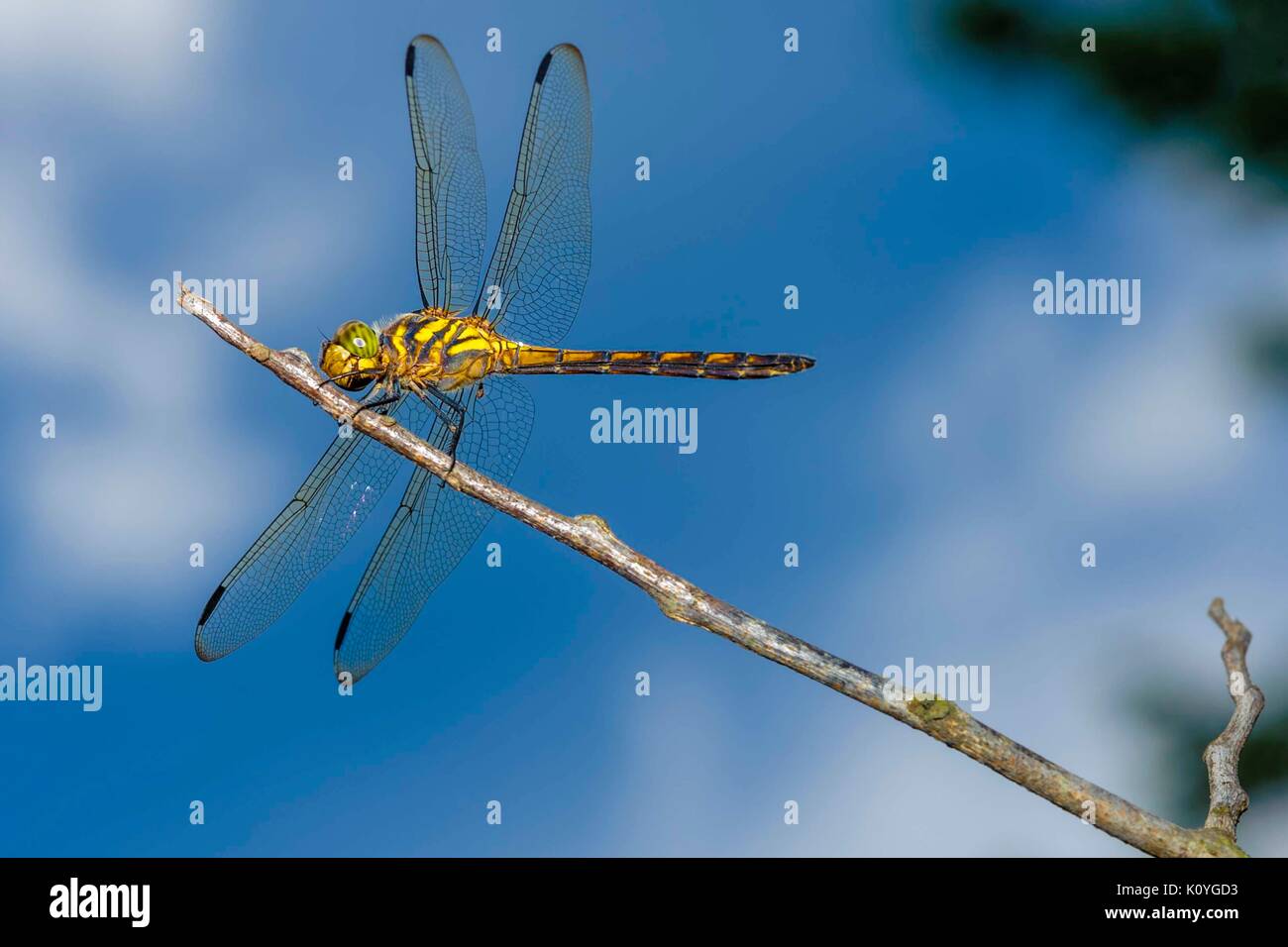 Fly insects hi-res stock photography and images - Alamy