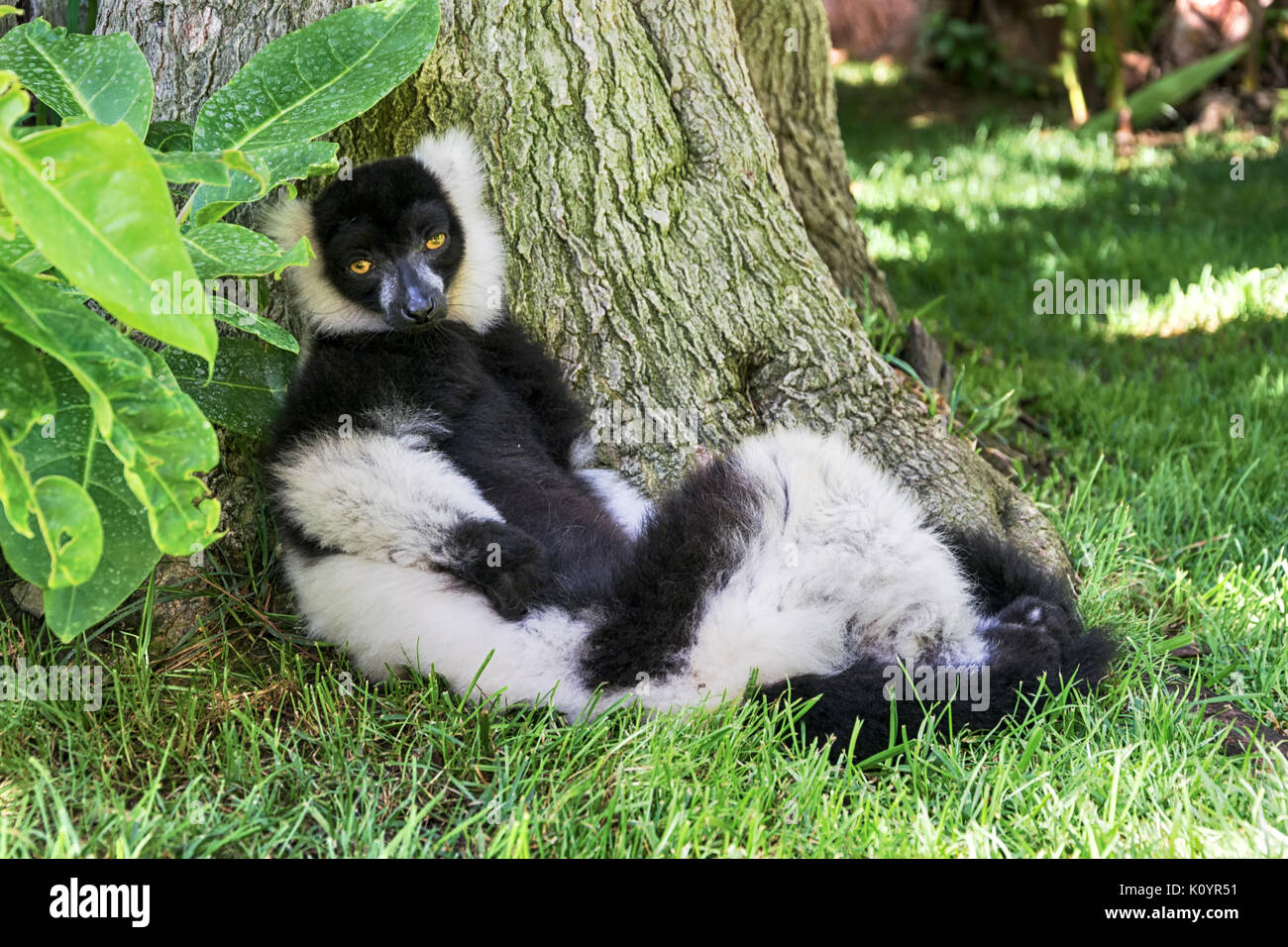 Lemur feet hi-res stock photography and images - Alamy