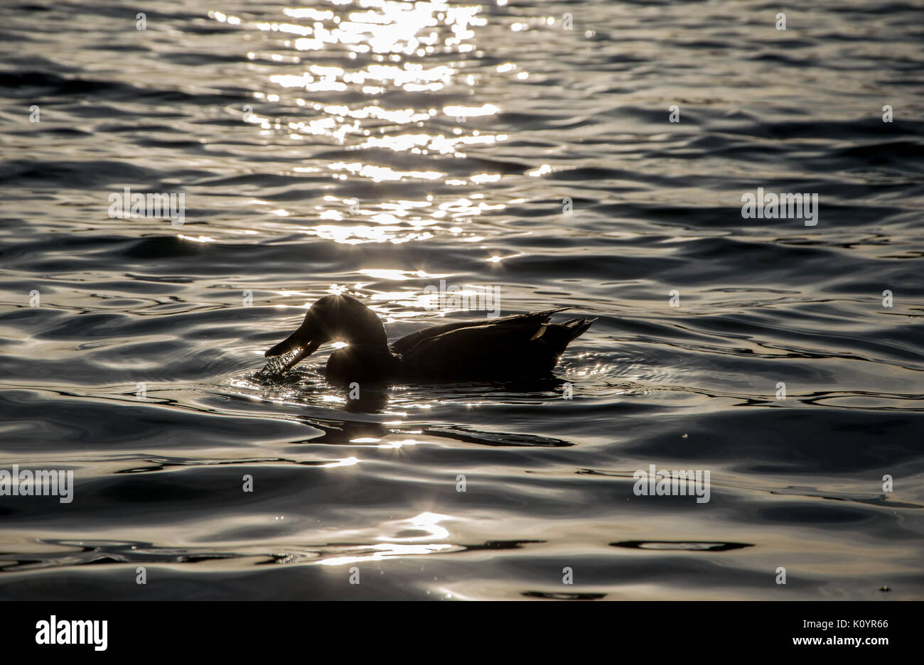 Duck sunset water silhouette hi-res stock photography and images - Alamy