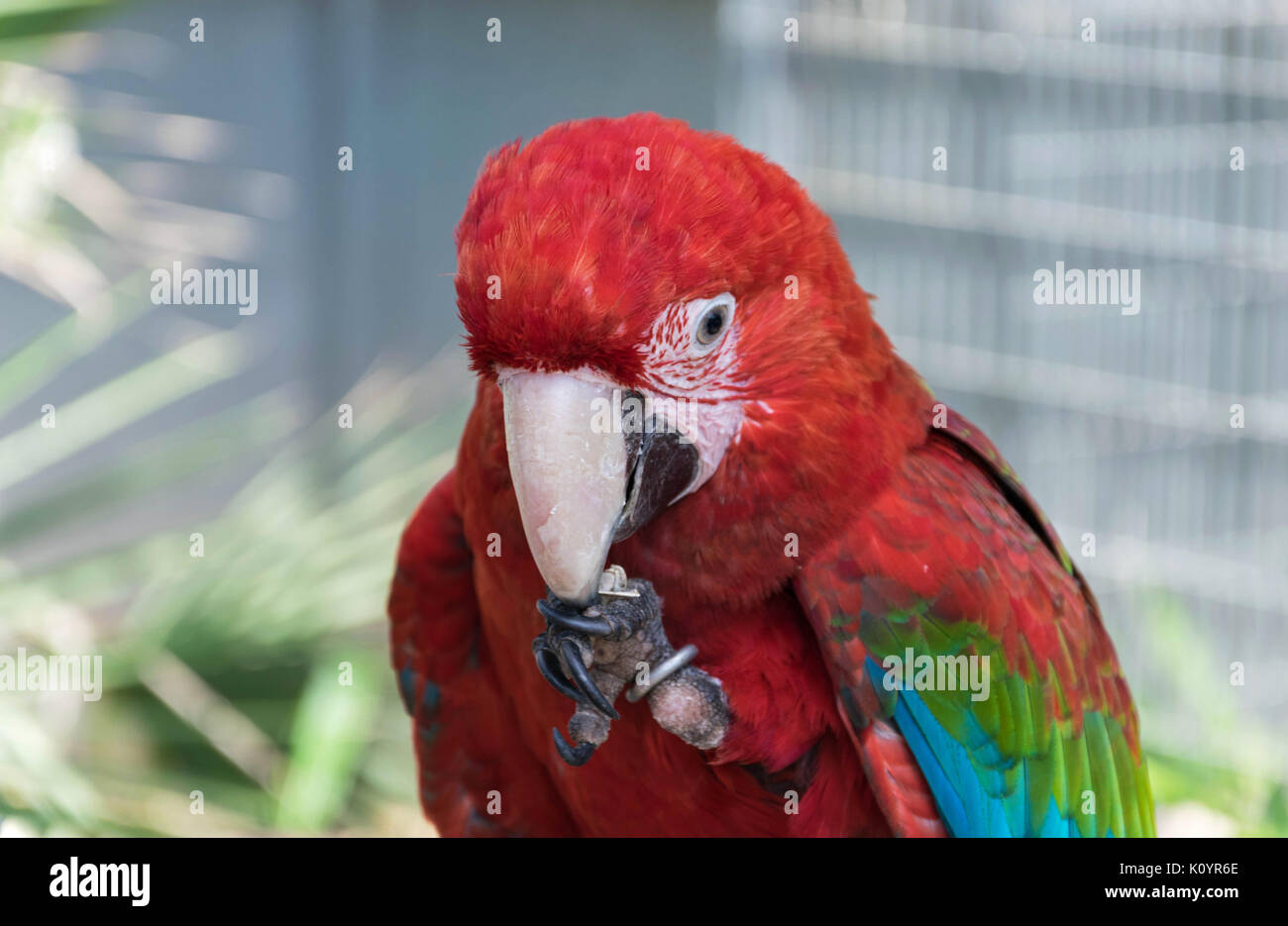 Parrot peak hi-res stock photography and images - Alamy