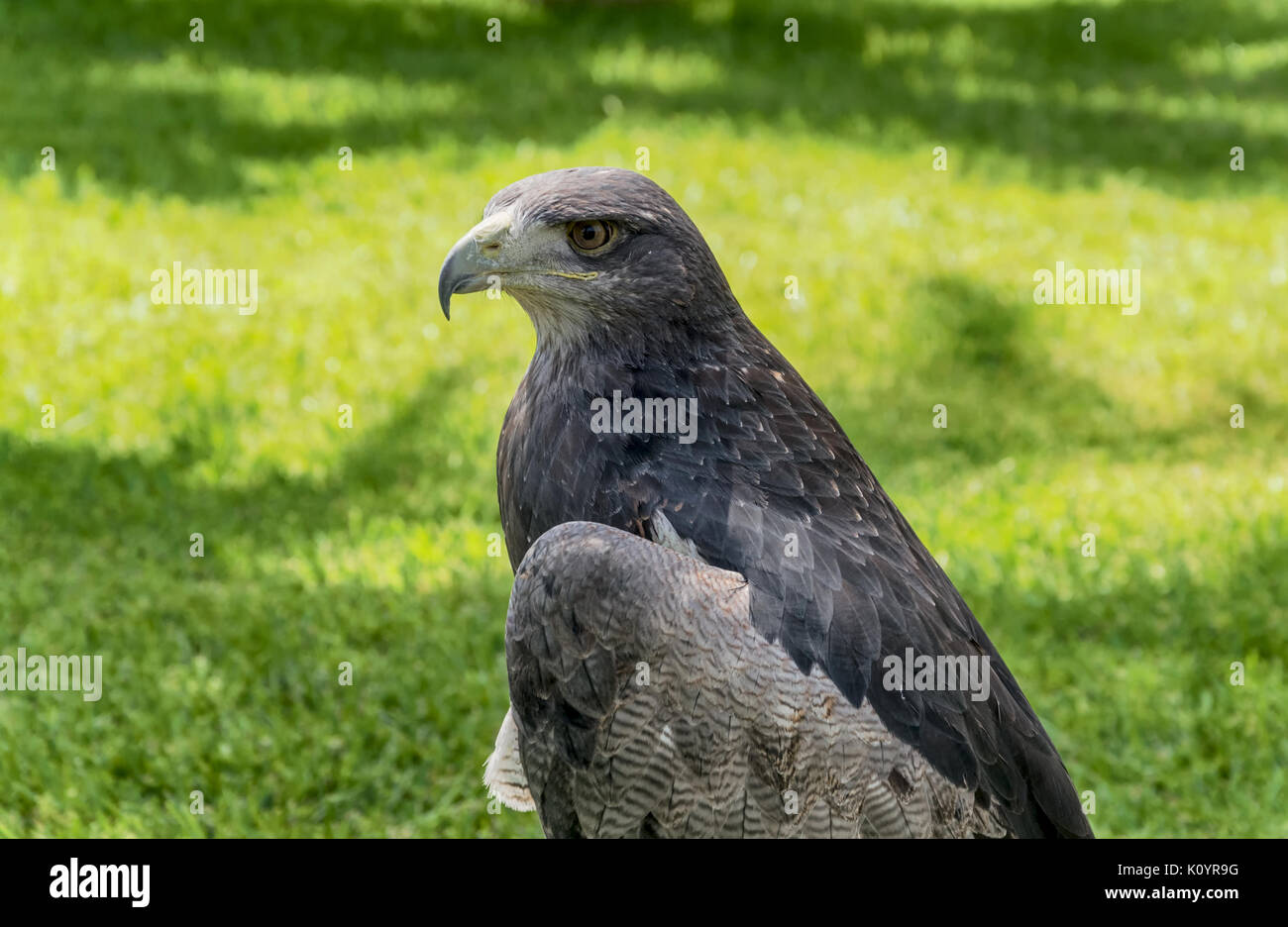 Angry falcon hi-res stock photography and images - Alamy