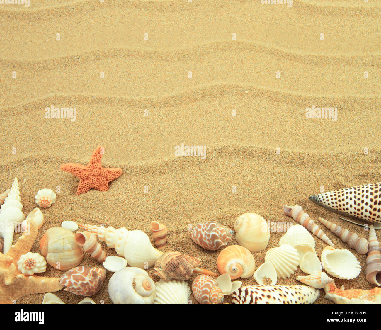 Sea shells on the sand Stock Photo - Alamy
