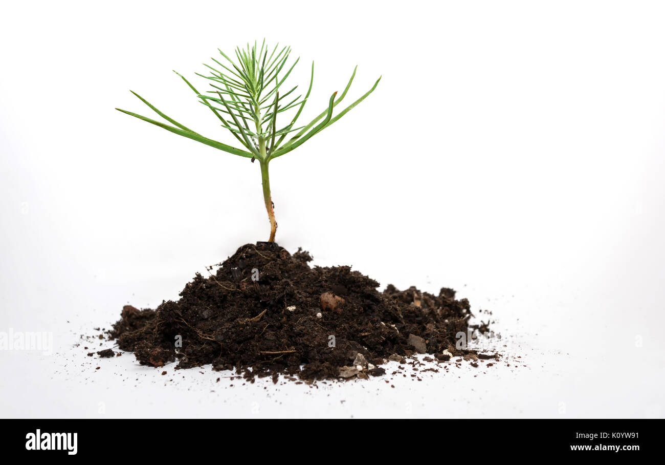 Small pine sprout hi-res stock photography and images - Alamy