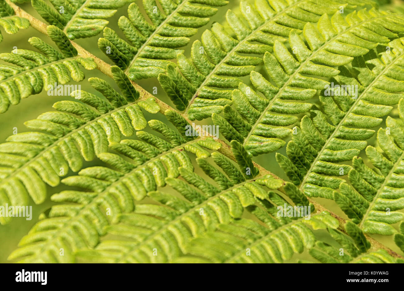 Herb stem plant texture detail hi-res stock photography and images - Alamy