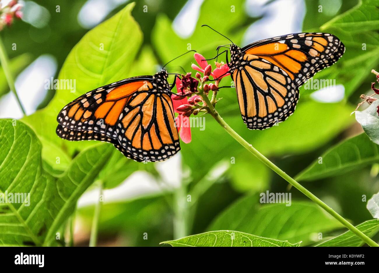 Monarch butterfly winter hi-res stock photography and images - Alamy
