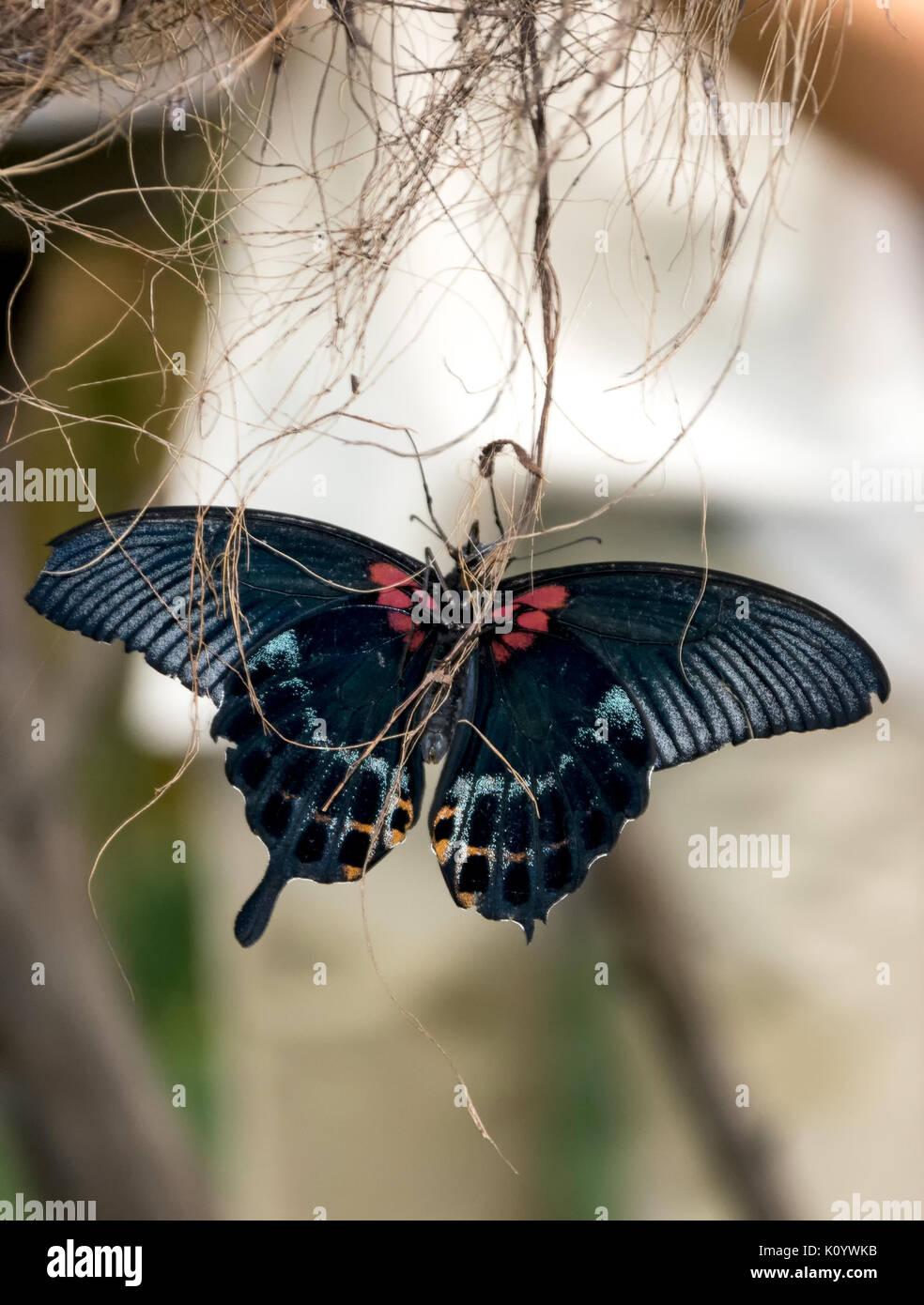 Butterfly specie hi-res stock photography and images - Alamy
